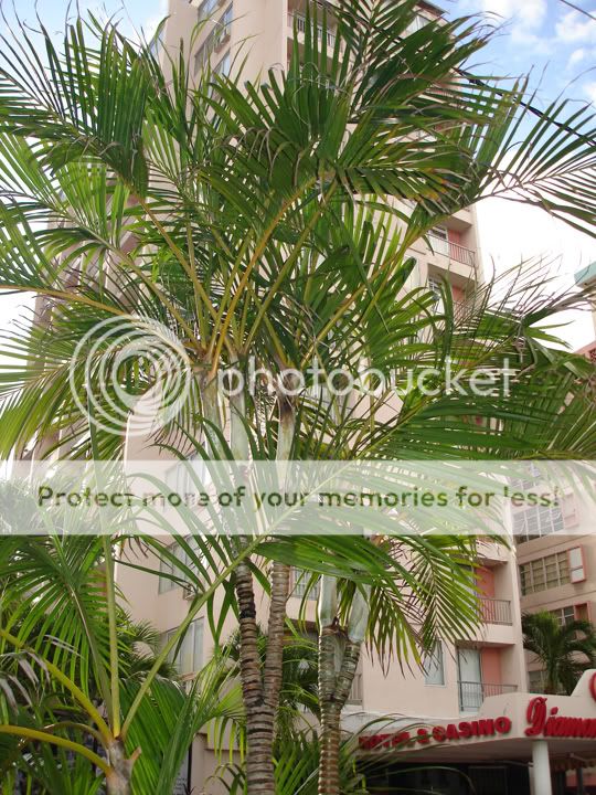 Splitting Dypsis ?!? - DISCUSSING PALM TREES WORLDWIDE - PalmTalk