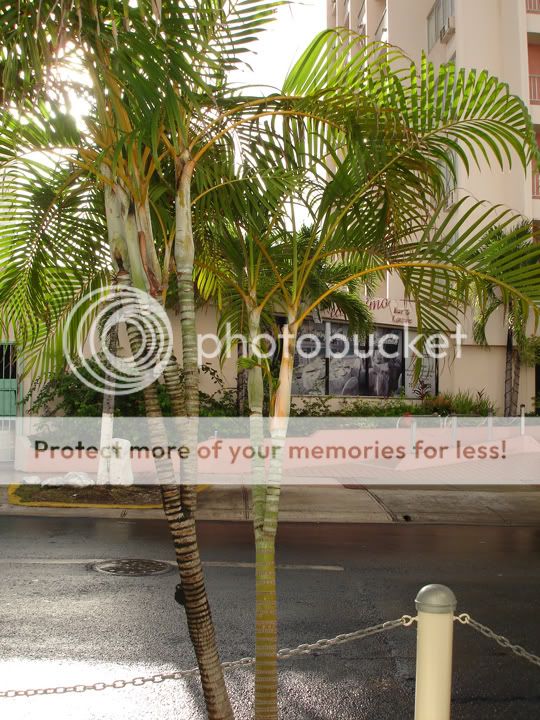 Splitting Dypsis ?!? - DISCUSSING PALM TREES WORLDWIDE - PalmTalk