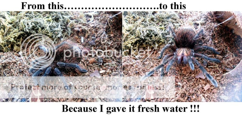 Pamphobeteus sp Machalla | Reptile Forums